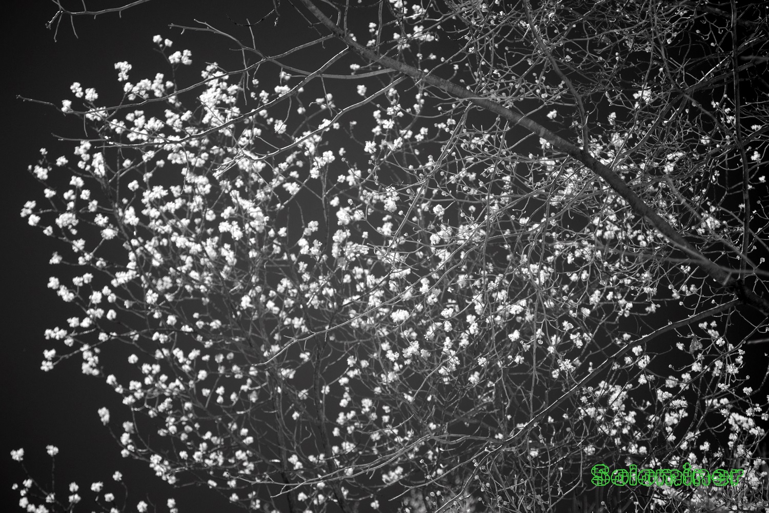 Infrared Photography - Little flowers in the tree canopy