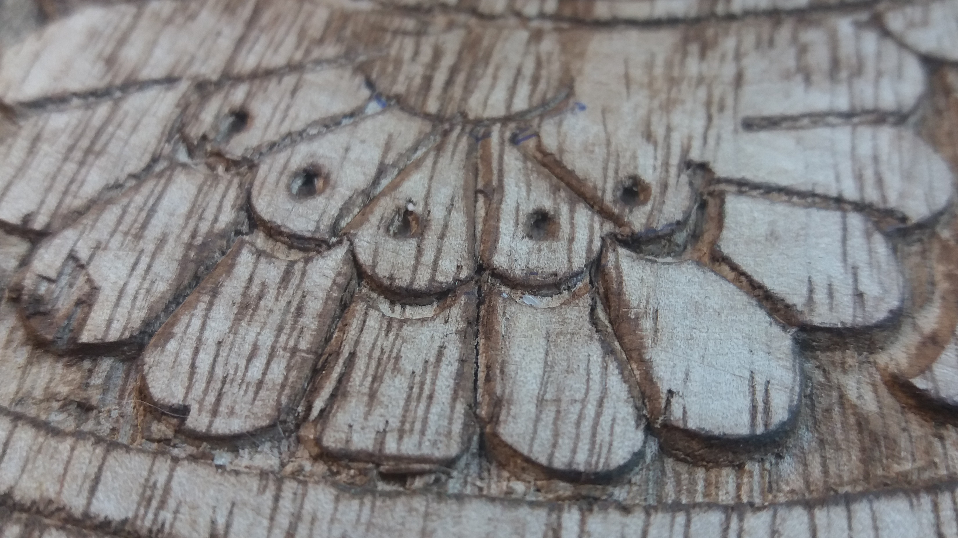 New perspectives on the Horizon of this cryptonian planet