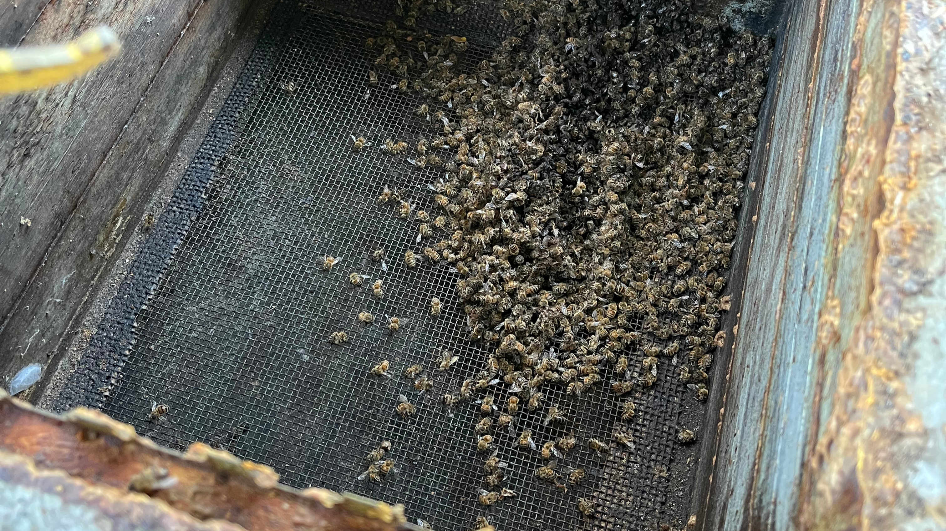 Bee Population Decline : Keep On Fighting