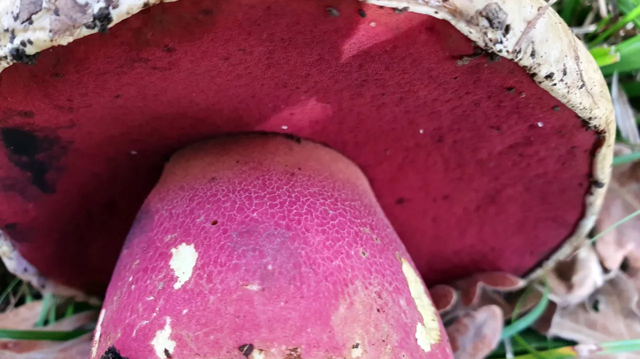 Satan's boletus is almost as poisonous as toadstool?