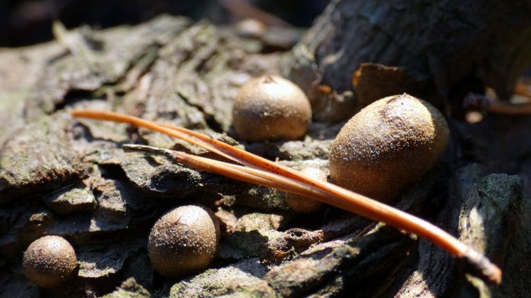 Wolf's milk, Groening's slime? spore explosion, like a festival of colors