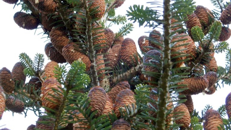 Korean fir - conifer with blue cones growing upwards