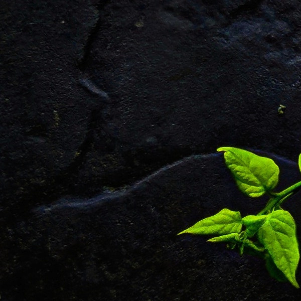 Storytelling, in Paragraph Proportions | Publish0x