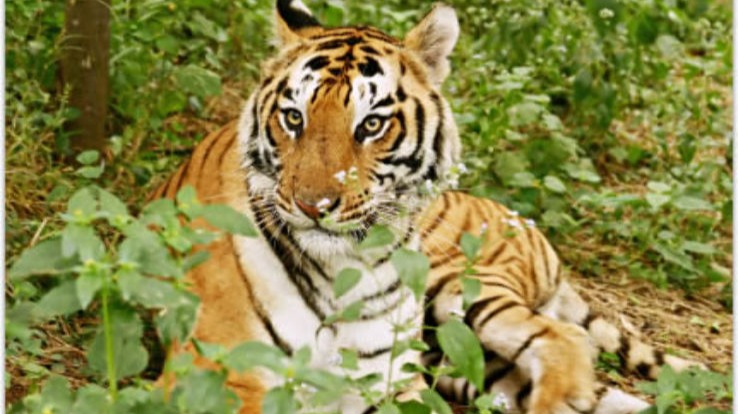 Some Mysterious Fact About Tiger: Part-2