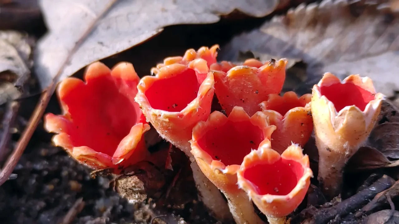 Mushrooms like ripe flowers - Microstoma protractum