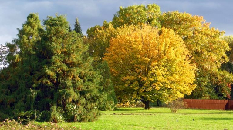 Beautiful Polish golden autumn - My Actifit Report Card: October 12, 2024