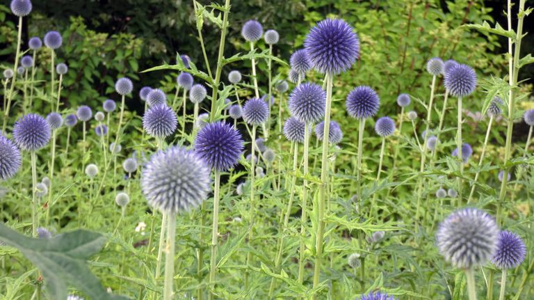 Blue, spiky bubbles will take you to a magical world
