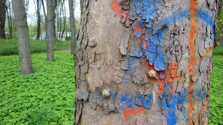 Do snails distinguish colors, and do these colors attract them?