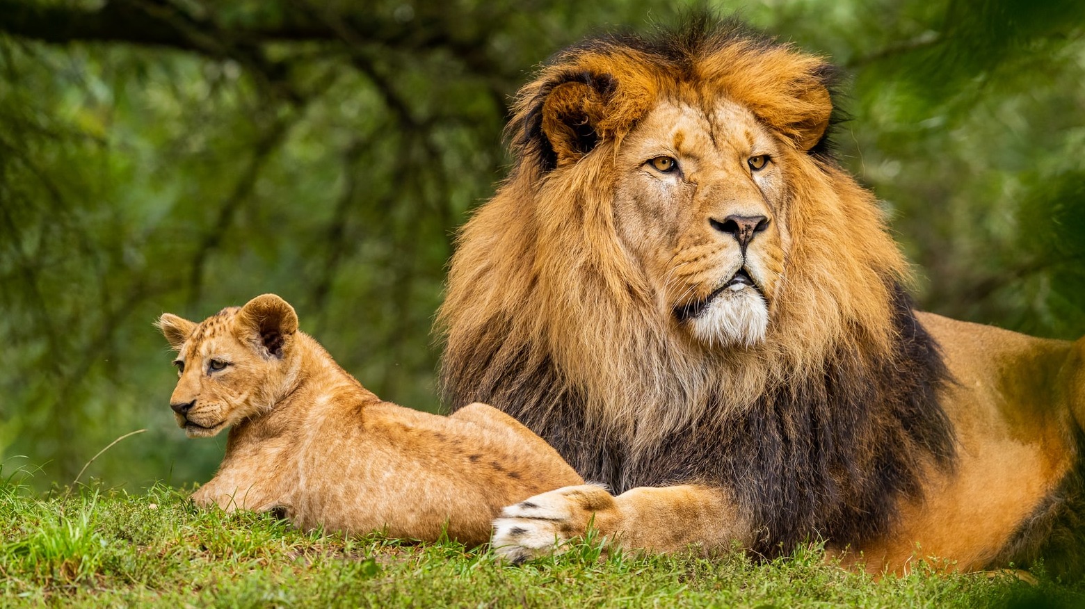 20 curiosities about animals to discover with the little ones