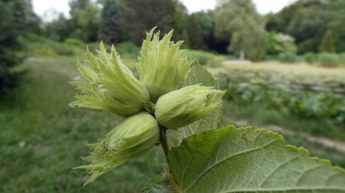 Hazel tree in spring and summer
