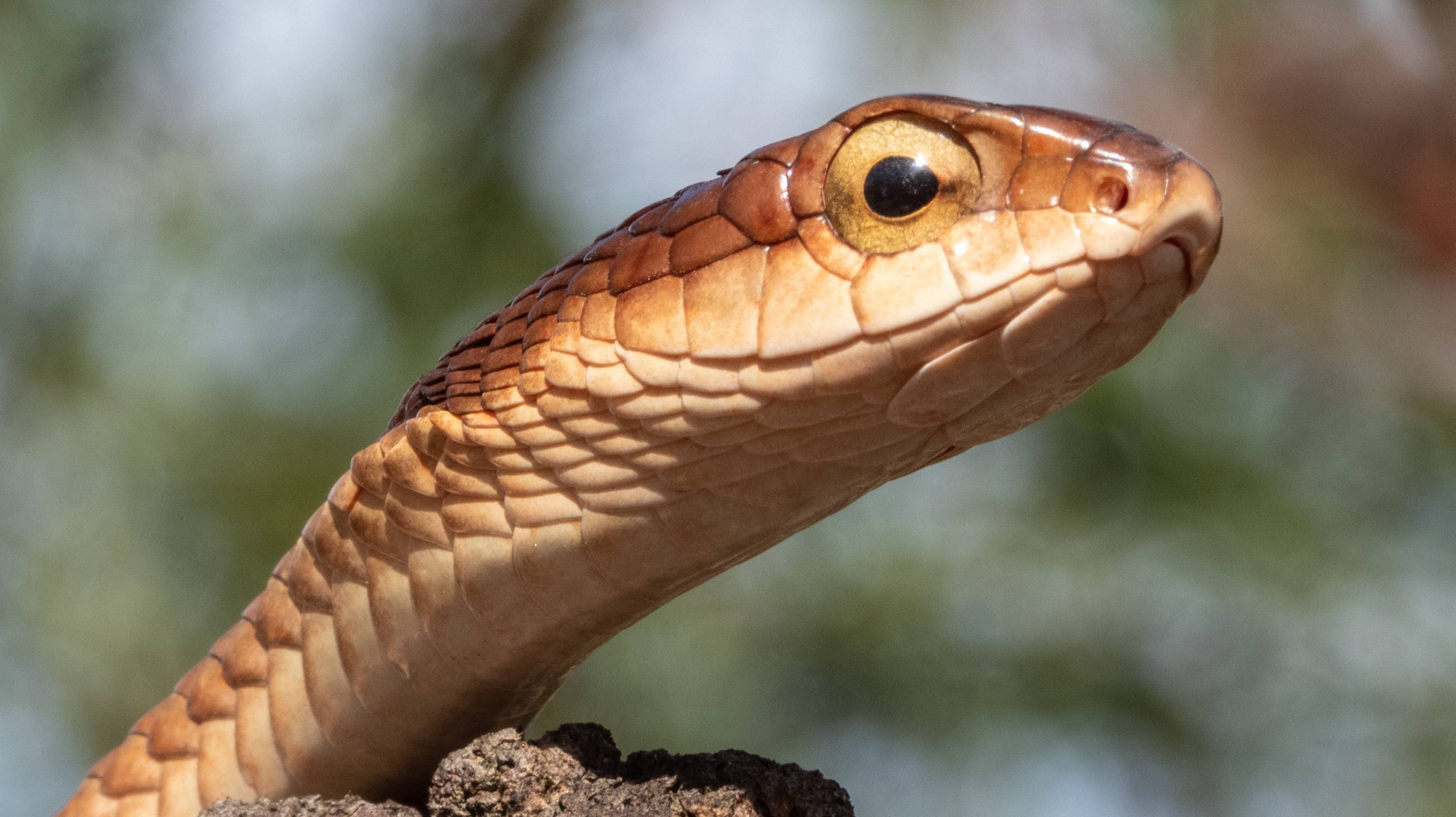 Female Boomslang (Dispholidus typus)