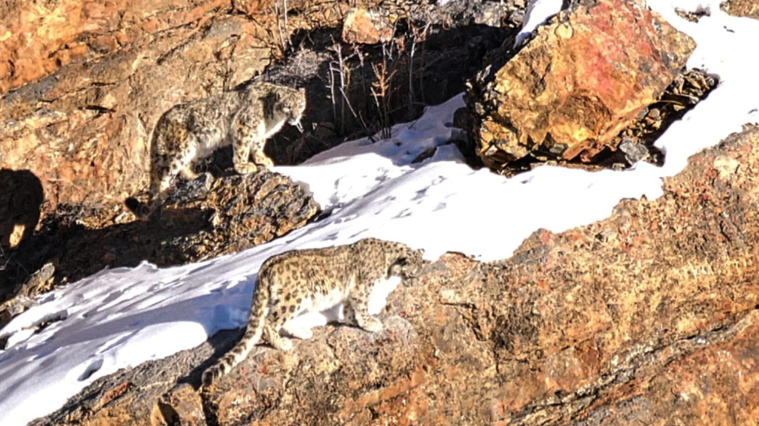 Snow Leopard Photography Experience in Spiti Valley