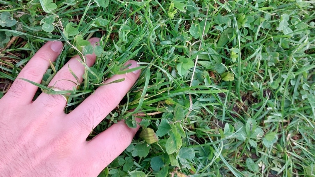 Take A Break And Touch Some Grass - Seeking Harmony