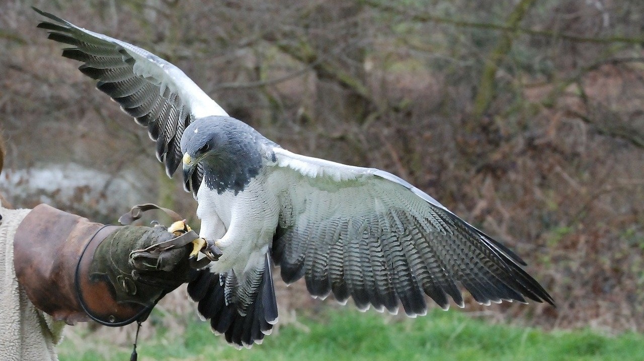 [32] The story of King Sindbad and his hawk… (Episode - 01)