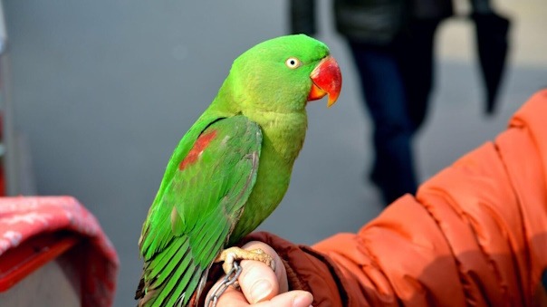 El que es perico, donde quiera es verde / He who is parakeet, wherever ...