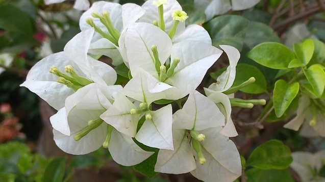 Bagan Bilash Flower Photography.