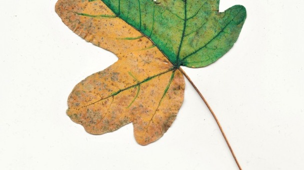 Leaf #2 (That was all I was capable of today...)