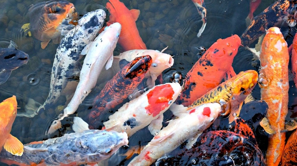 [48] The Story of Prince and The coloured fish… (Episode - 4)