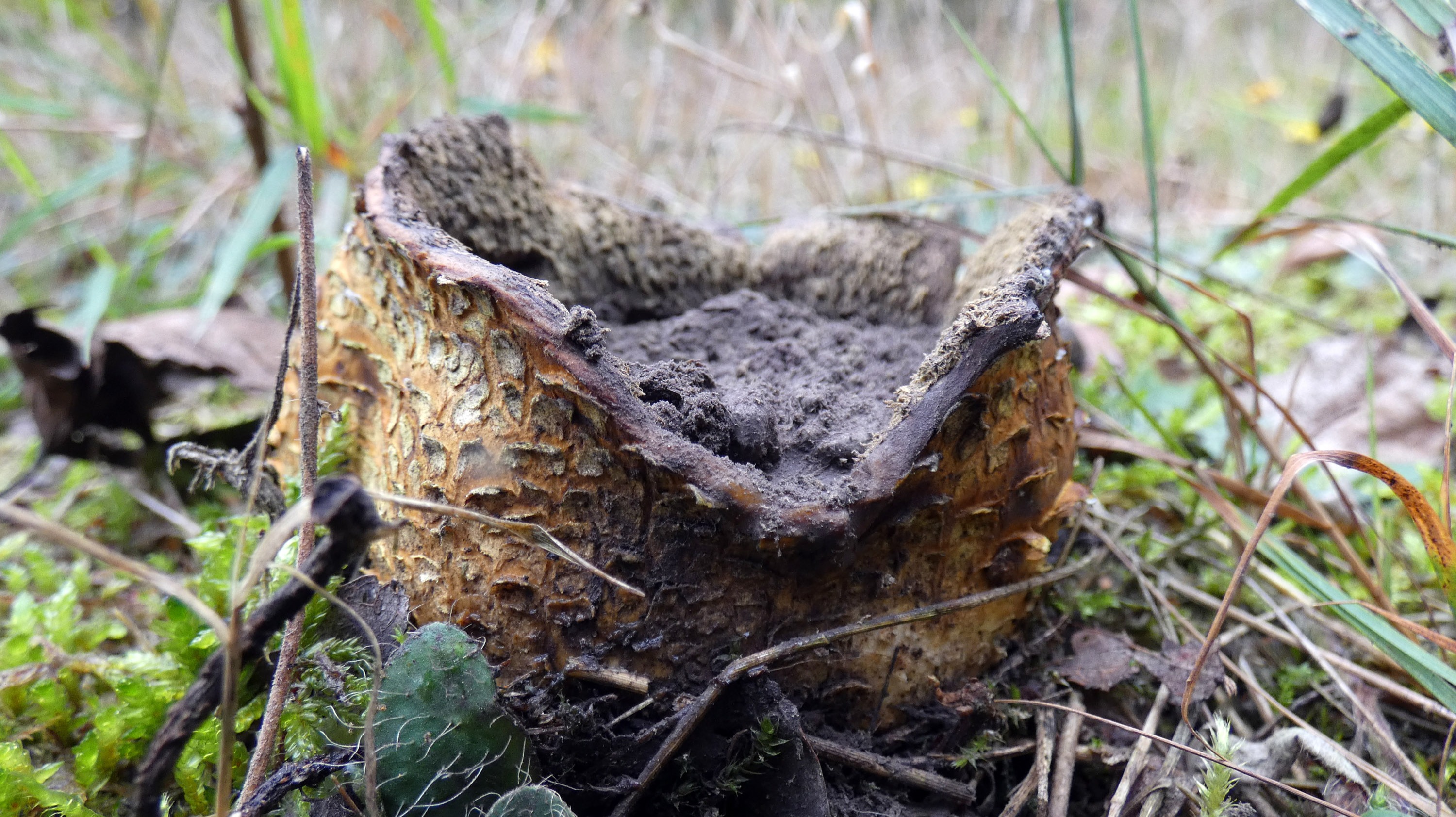 Mushroom like a volcano - Common Earthball (Scleroderma citrinum)