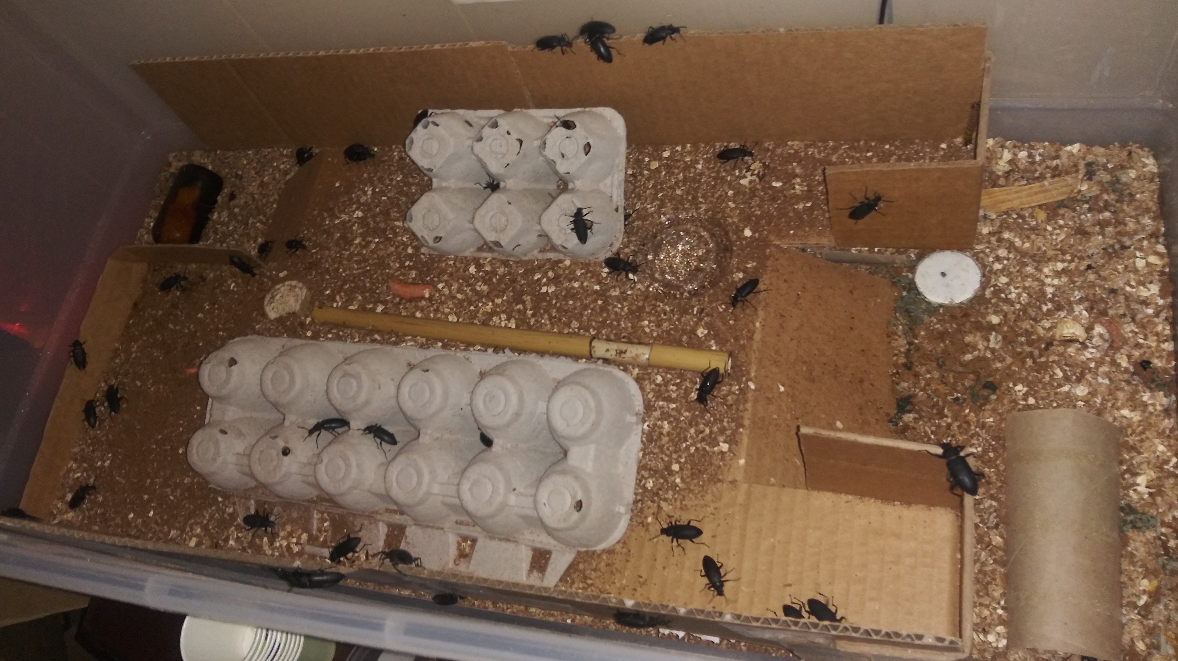 BEETLE FARM - Beginning stages (Many failures)