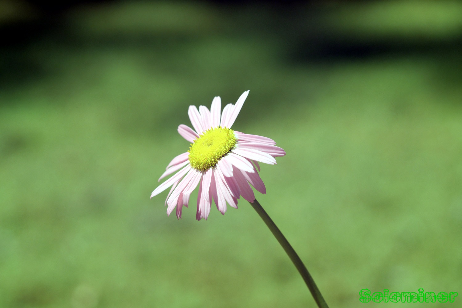 Full Spectrum Photography - Robinson's Mix Pyrethrum Daisy
