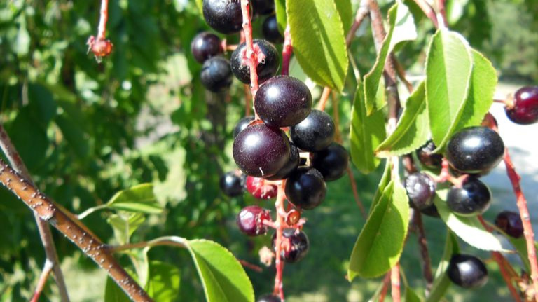 Bird cherry - wild cherry, great-grandfather of cherries with health ...