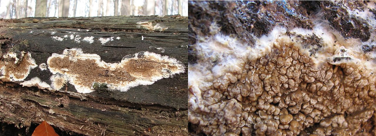 Mushrooms occurring in Europe - Coniophora puteana