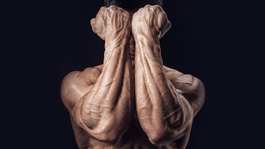 The Forearm: 3 best exercises for building a powerful grip and ...