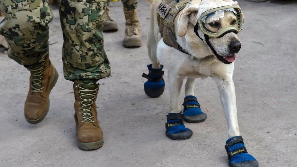 The Most Important Facts About Search And Rescue Dogs