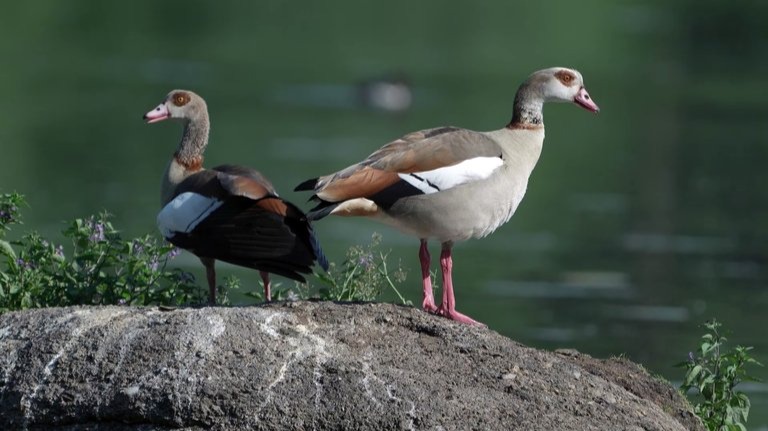 The Egyptian goose, the symbol of the sacred bird in Ancient Egypt
