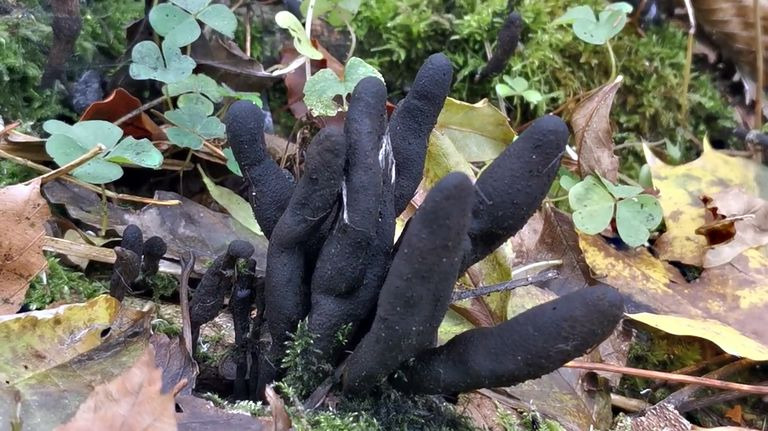 Dead man's fingers - mushrooms with unusual shapes
