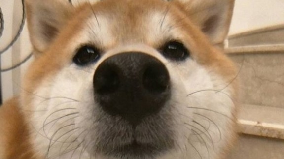 Token Sniffer: Let's sniff Dogecoin today!
