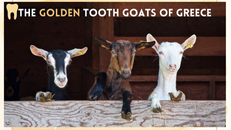 Greece's Sheep With the Golden Teeth