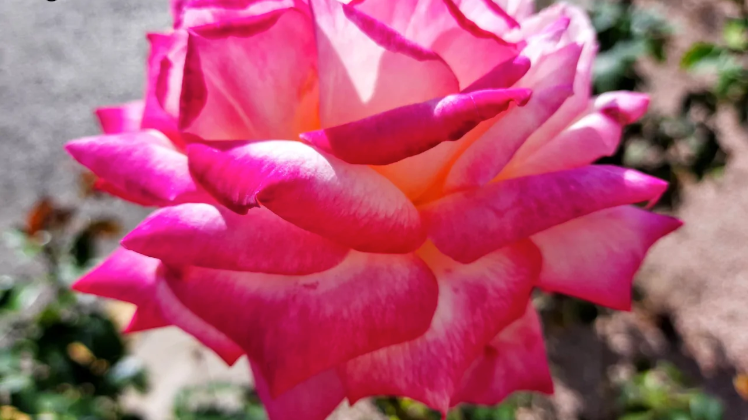 A Bouquet of Photos of Spring Flowers