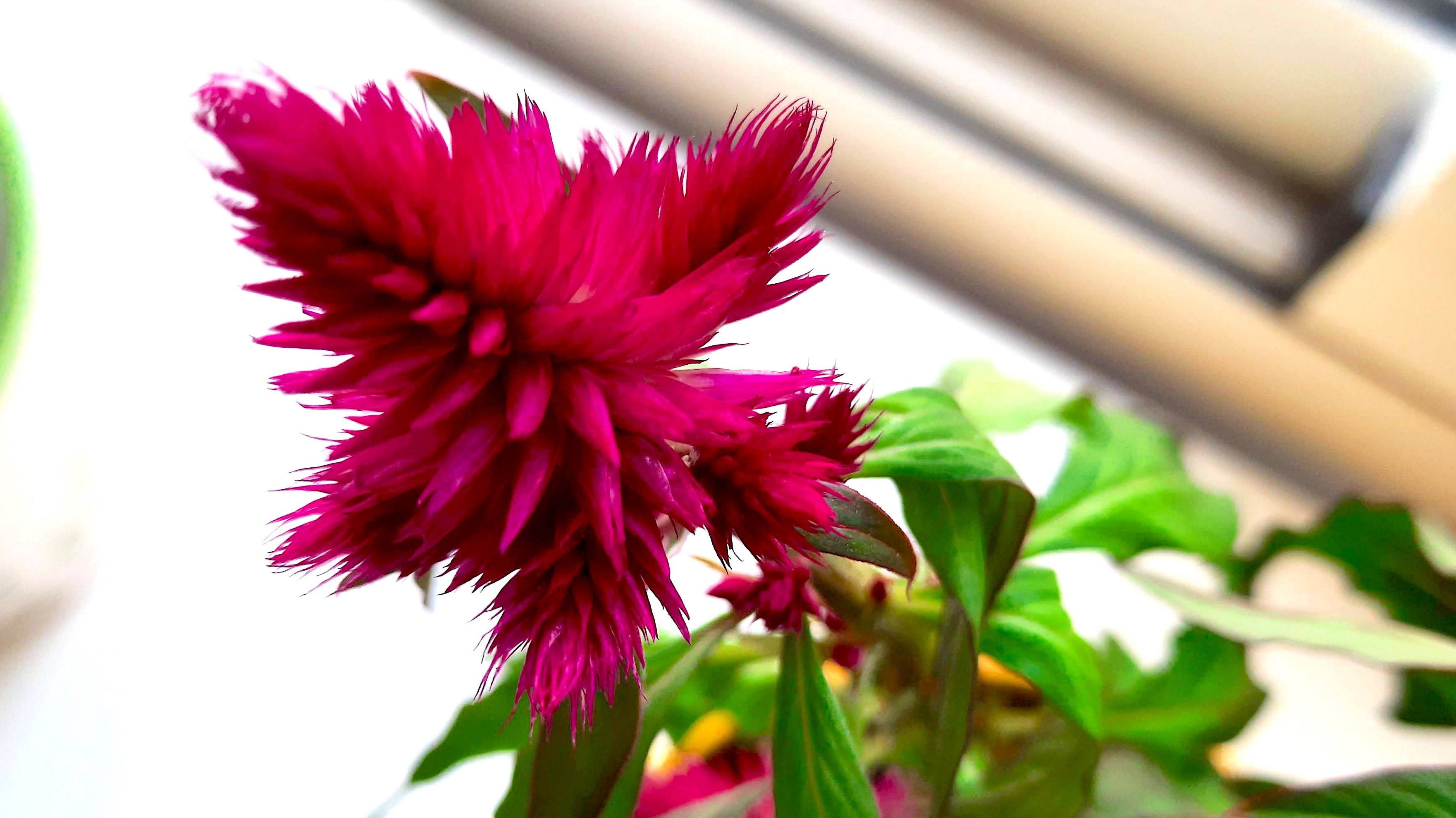 Flowers like feathers