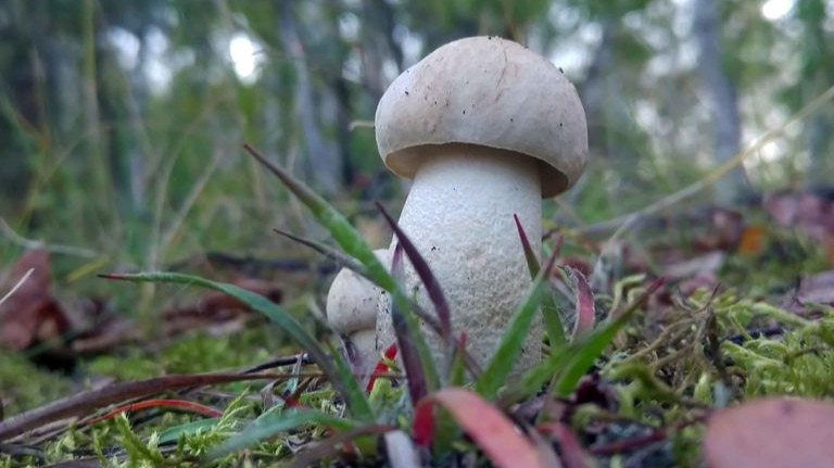 A rare edible mushroom - Ghost Bolete (Leccinum holopus)