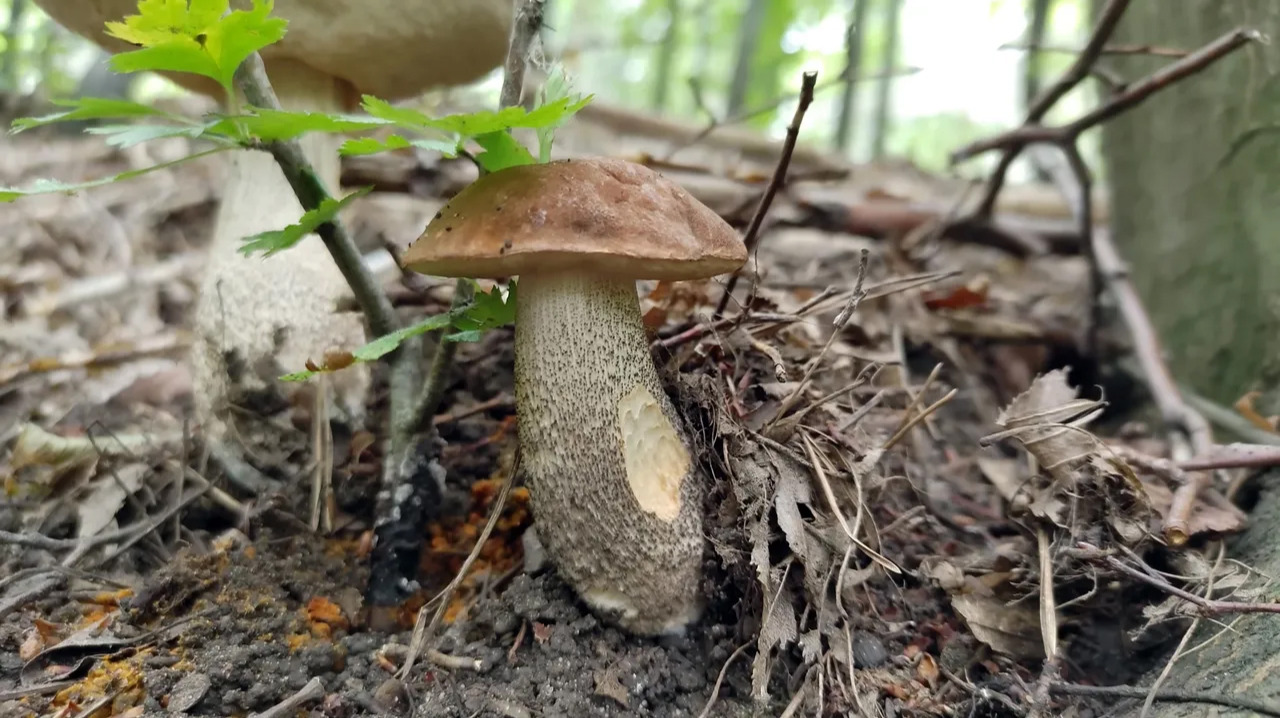 In beech and pine forests - rough-stemmed bolete and granulated bolete ...