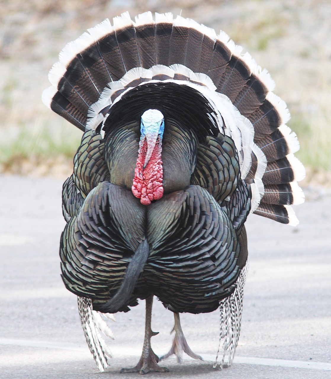 A Story you'd love to read about a Turkey