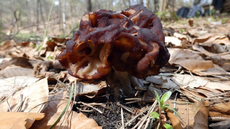 Stunning smell, appearance and taste? The treacherous Gyromitra esculenta