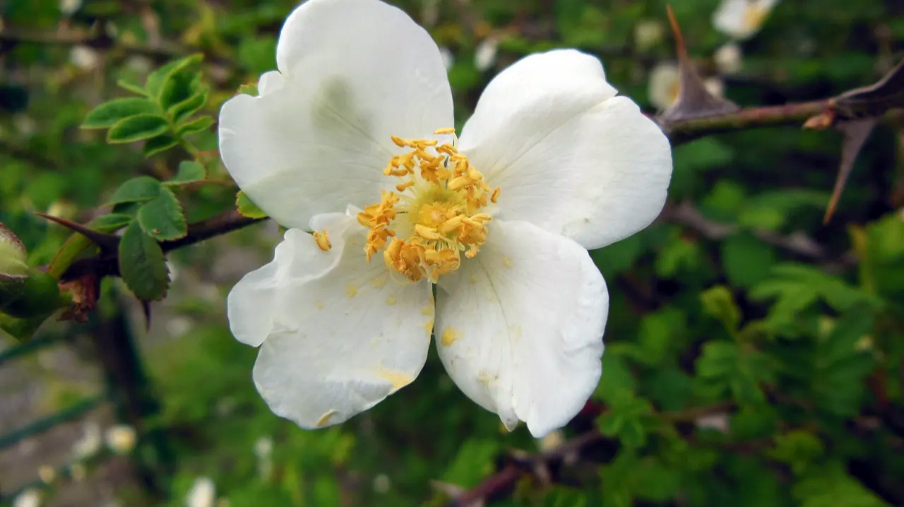 Rosa sericea, the silky rose - beautiful in a different way