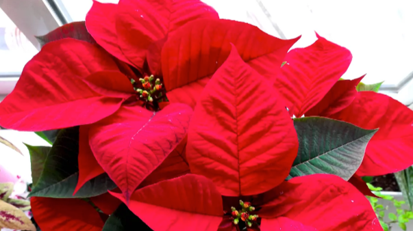 The Christmas Flower