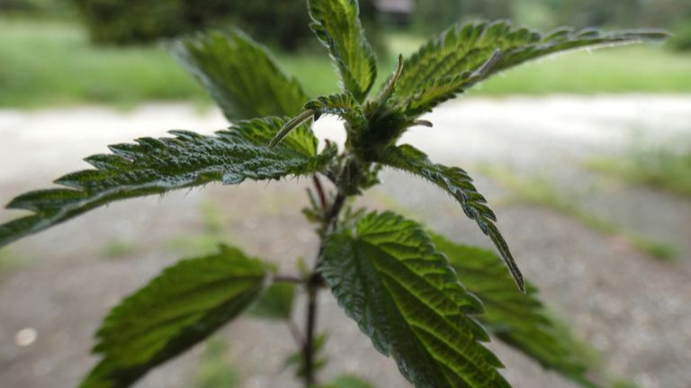 Stinging Nettle - An ordinary plant with extraordinary properties
