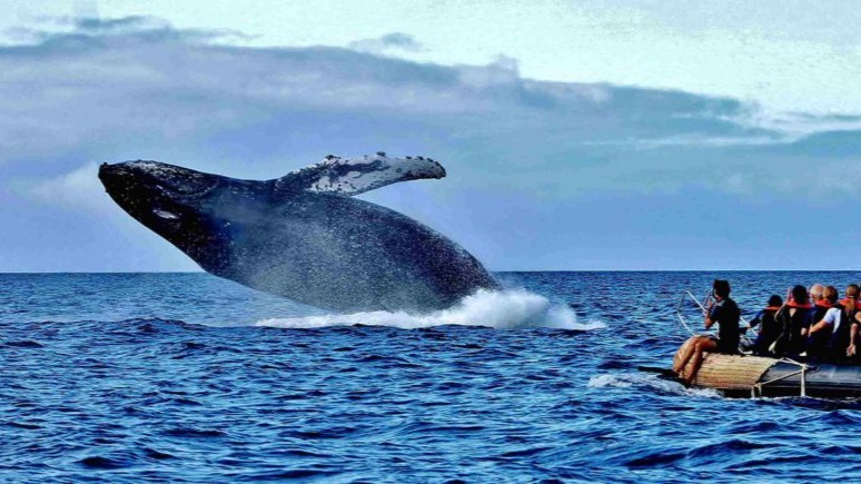 How to Whale Watch in DeFi