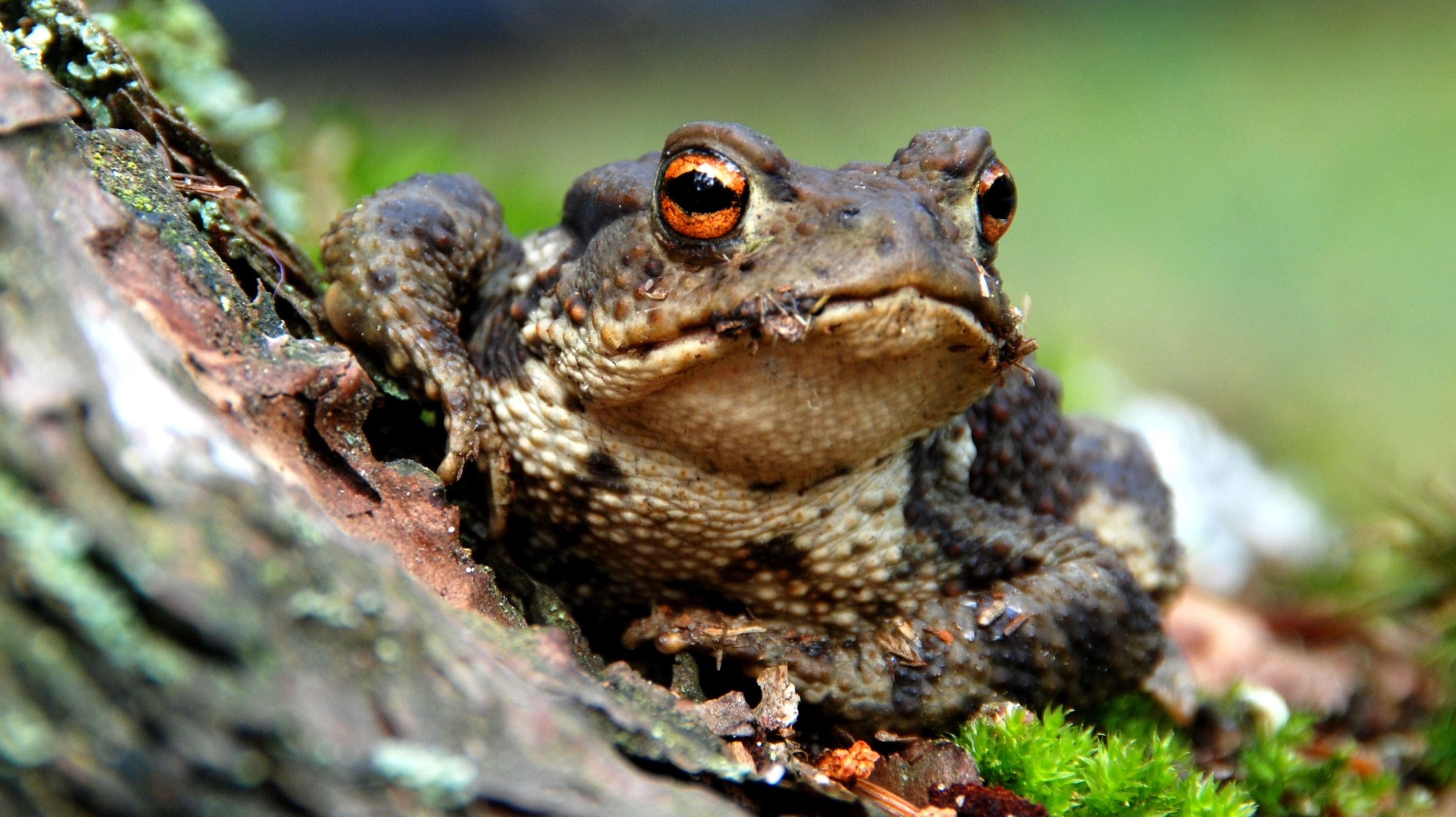 Introducing Toadstool