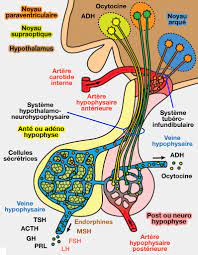 Le complexe hypothalamo-hypophysaire