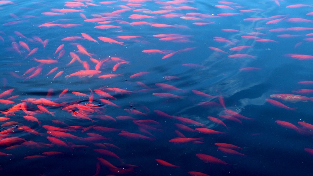 [50] The Story of Prince and The coloured fish… (Episode - 6)