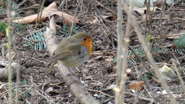 Meeting with male starling and robin redbreast