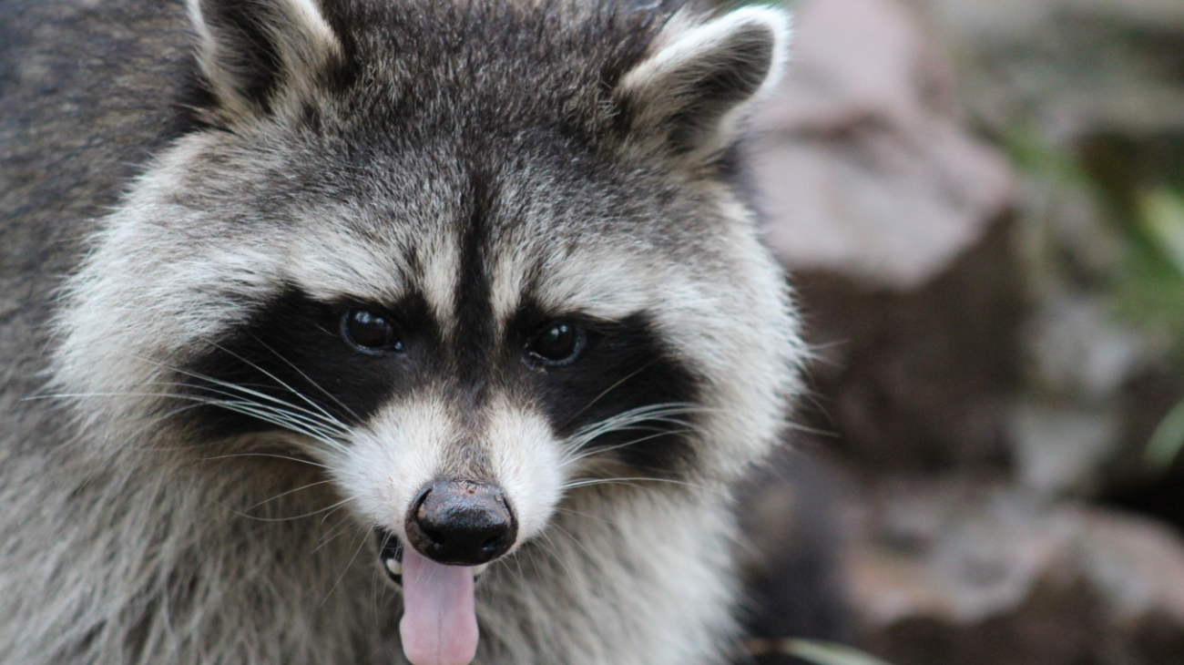 Russia freed pro-Russian raccoons from Kherson. The nation needed this ...