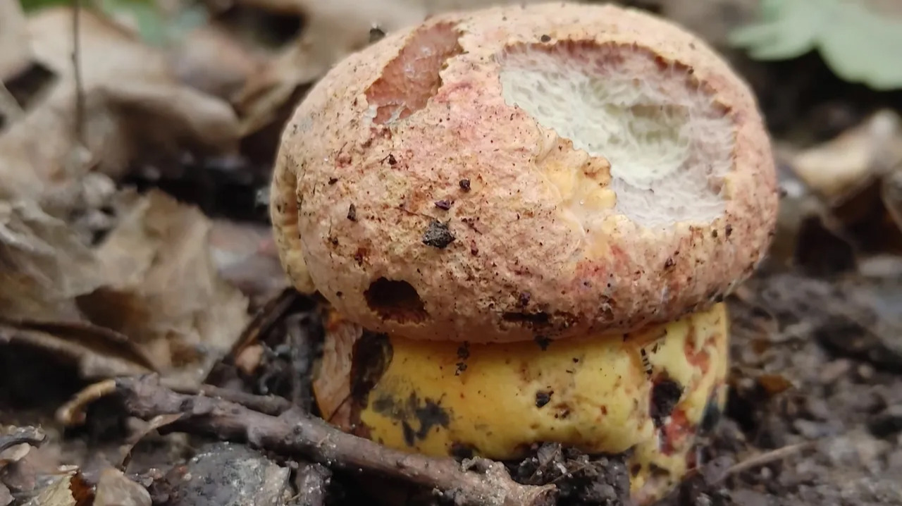 Red-purple boletus (Imperator rhodopurpureus) - Emperor in extinction