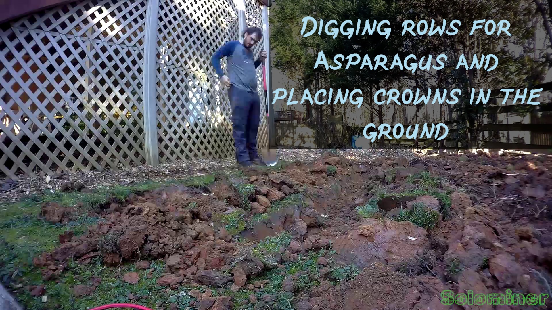 Digging rows for Asparagus and placing crowns in the ground